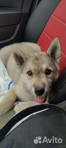 Лайка щенок девочка