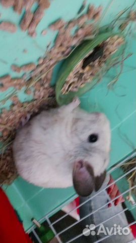 Шиншилла