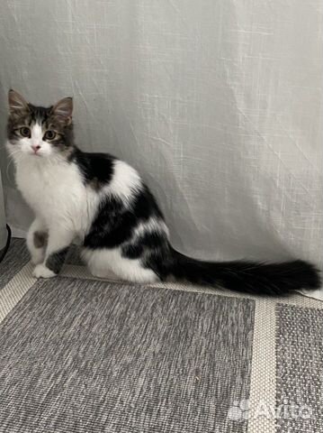 Котенок девочка бесплатно