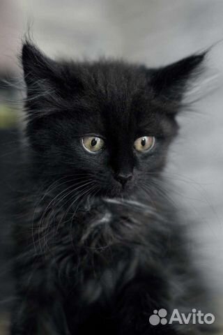 Котенок Марсель 3 мес