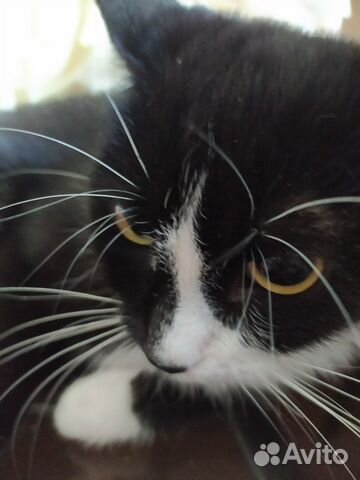 Кисёнок ищет хозяина, чтоб " покупал ему рыбов"