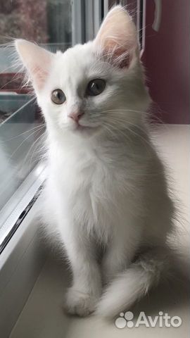 Белоснежное чудо