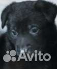 Немка сука чёрная