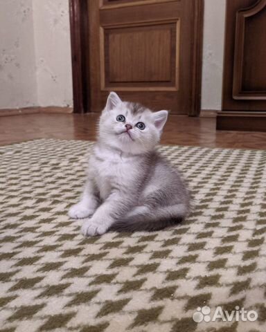 Британский котёнок