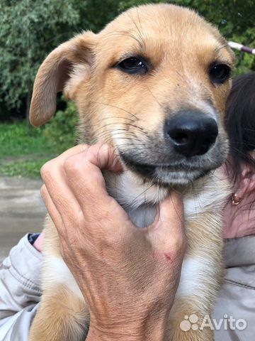 Щенки в добрые руки