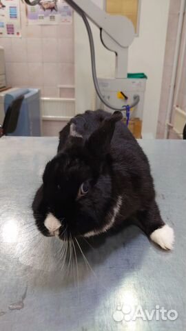 Кролик в добрые руки