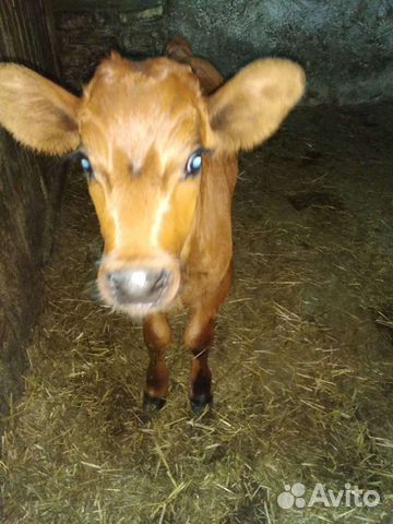 Бычки и быки