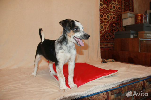 Лора, 2,5 месяца, в добрые руки