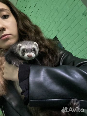 Милый хорек