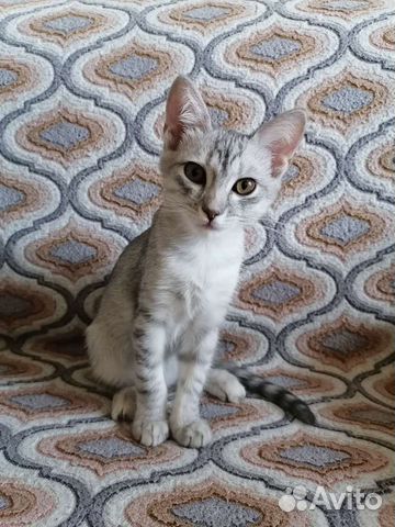 Котенок британец мальчик
