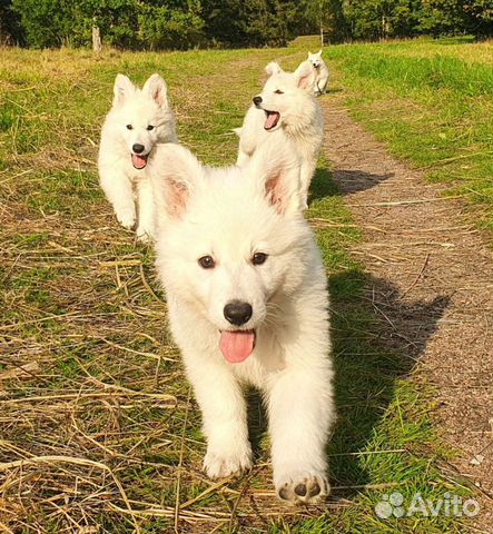 Белая швейцарская овчарка, бшо (щенки)