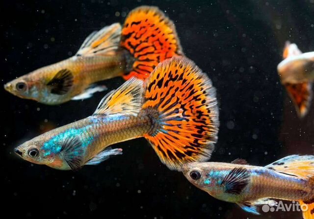 Рыбки и мальки гуппи