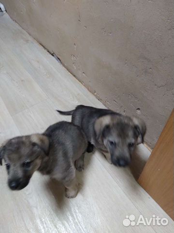 Собаки щенки бесплатно