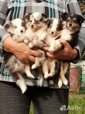 Шелти щенки