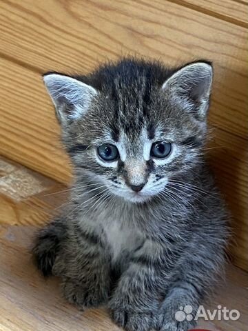 Котята невероятные