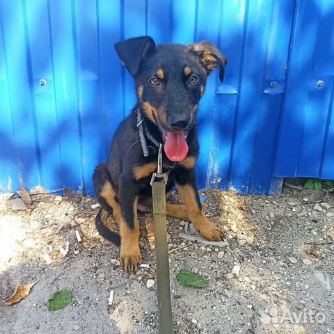 Щенок французской овчарки басерон