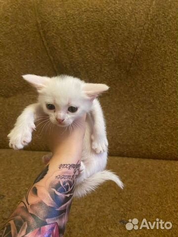 Котята