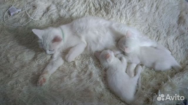 Котята в добрые руки приучены к лотку