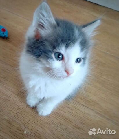 Чудо-мальчик ищет дом