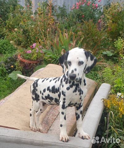 Мальчишки далматины. Готовы к переезду
