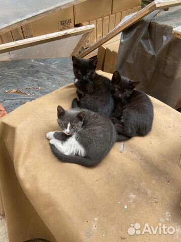 Котята ждут добрые руки