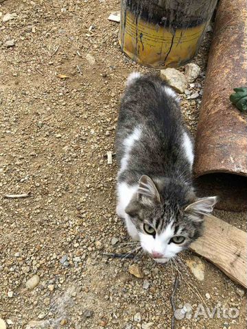 Кошка в дар