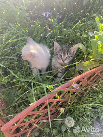 Котята в добрые руки бесплатно