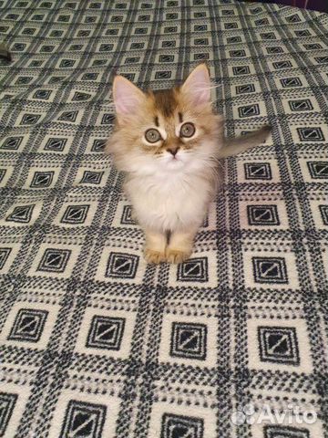 Золотая шиншилла, кошка