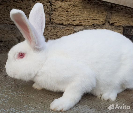 Продам молодую самку "Паннон"