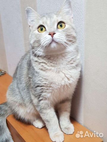 Идеальная ласковая британская девочка 9мес Мони