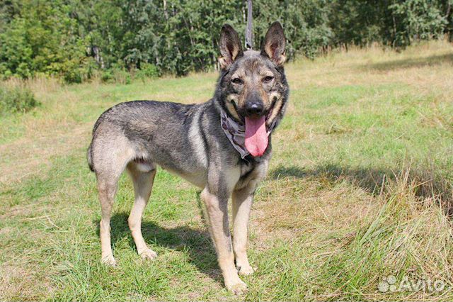 Шикарный пёс пропадает в приюте