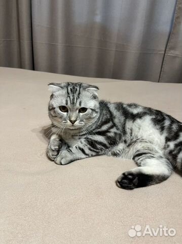 Котик вмесь скотиш-фолд и британец вислоухий