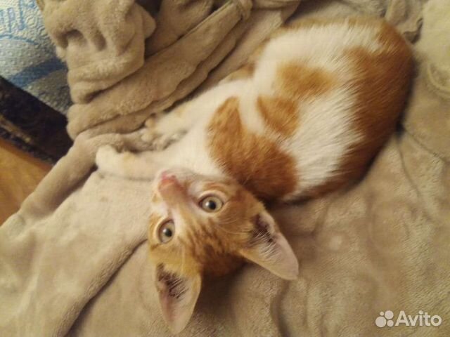 Кошка