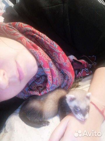 Хорёк малыш мальчик ласковый контактный