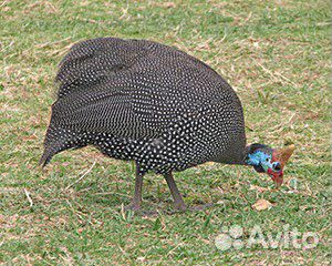 Цыплята цесарки 4 мес