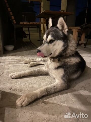 Сибирский хаски