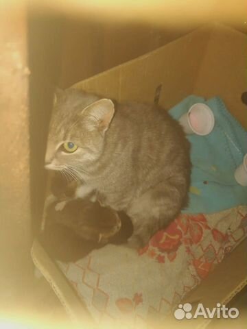 Кошка с котятами заперта в гараже у бездомных