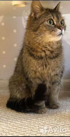 Кошка
