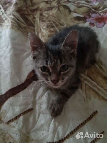 Кошка в дар