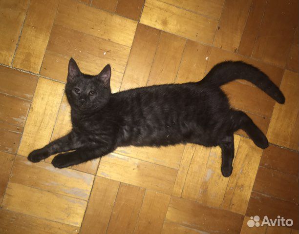 Чёрный дым котёнок редкого окраса