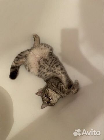 Котята-бронирование