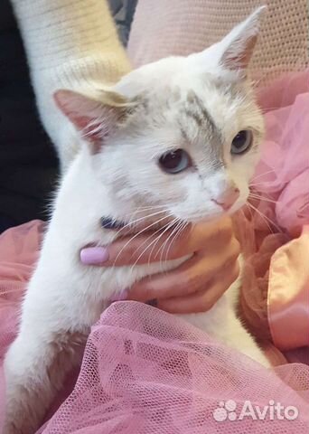 Породистую кошечку хотели отравить