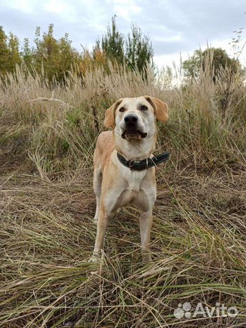 Красивая рыжая собака в дар