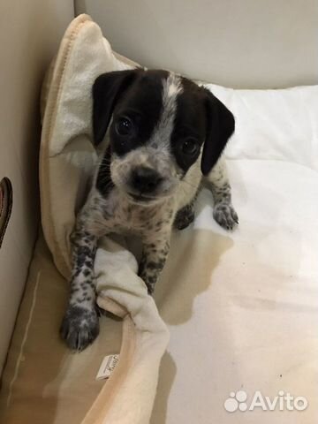 Собака в добрые руки щенок русский спаниель