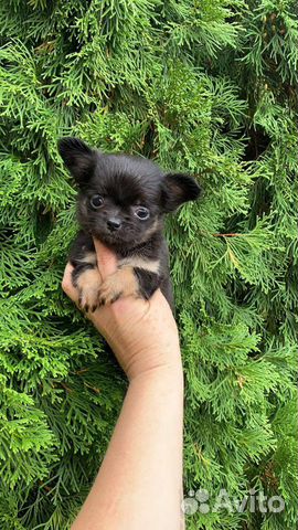 Микро чихуашечки