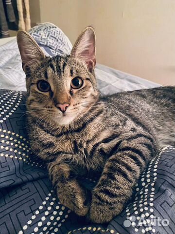 Чудесный котёнок Коржик ждёт любящих хозяев