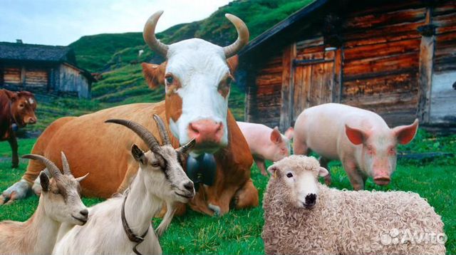 Продам коров, баран, коз, быков