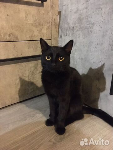 Кот 1 год. Очень ждет хозяина