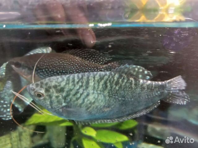 Гурами жемчужный и мраморный