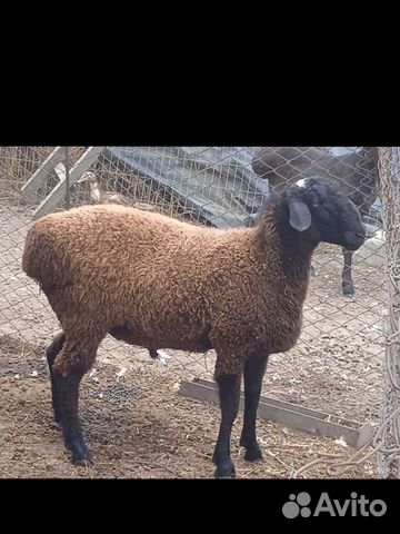 Овцы бараны ягнята